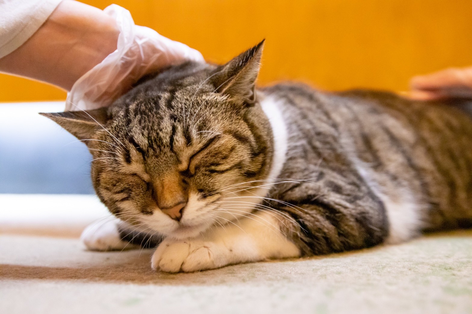 山形_201005_8 | Ayutty Trip - Kawaii OTAKU